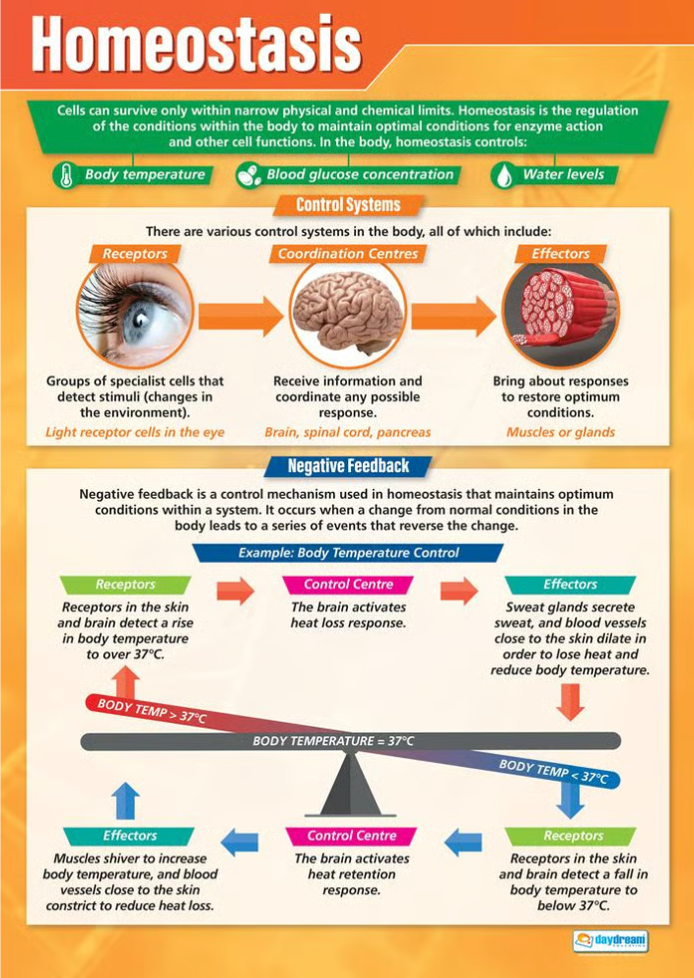 Homeostasis Poster (A1) | Biology Classroom Chart | Bright Education ...