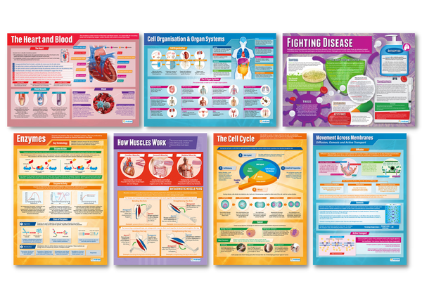 Biological Processes Poster Set of 7 – Bright Education Australia