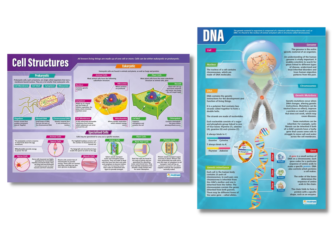 DNA & Cell Structure Poster Set of 2 – Bright Education Australia