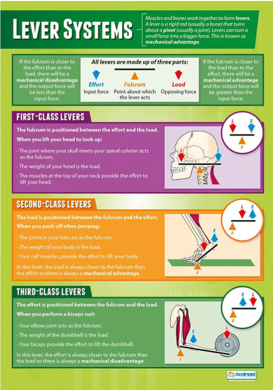 Lever Sytems Poster | Physical Education Poster | PE Poster | Charts ...