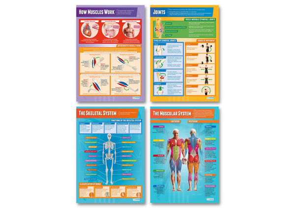 Muscular & Skeletal Systems Poster Set of 4 – Bright Education Australia