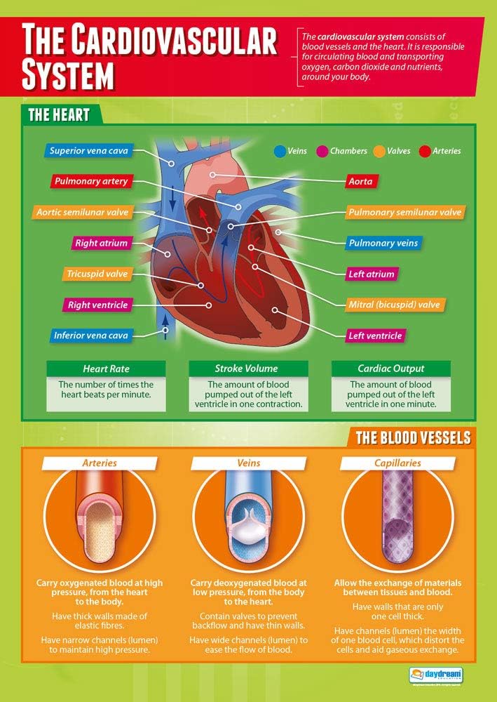 The Cardiovascular System Poster | Physical Education Poster | PE ...