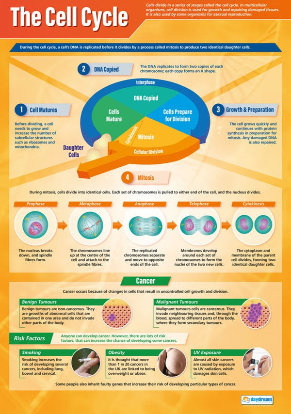 Biological Processes Poster Set of 7 – Bright Education Australia